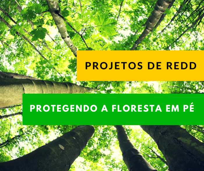 PROJETOS DE REDD: entenda o que é REDD, REDD+, REDD++ e ENREDD ...